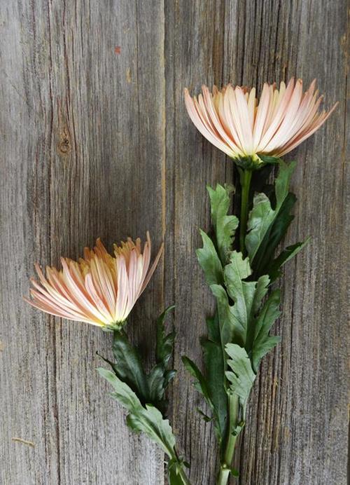 Wholesale Anastasia Bronze Disbuds Delivered Online | FlowerFarm