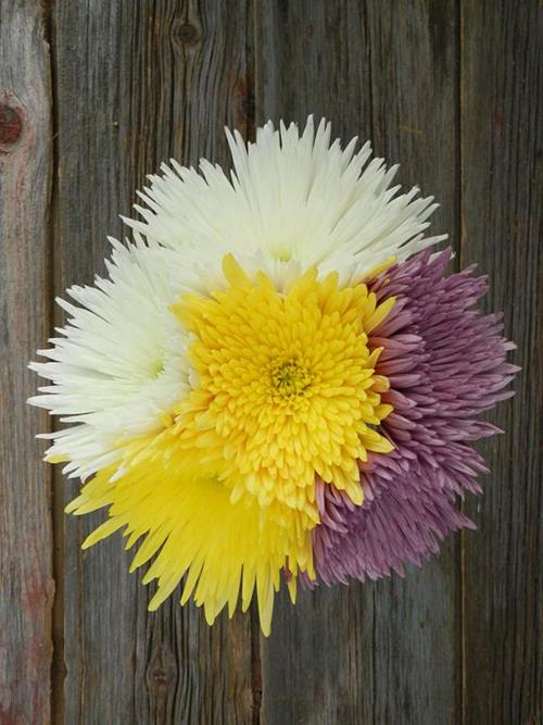 Wholesale Anastasia Assorted Disbuds Delivered Online | FlowerFarm