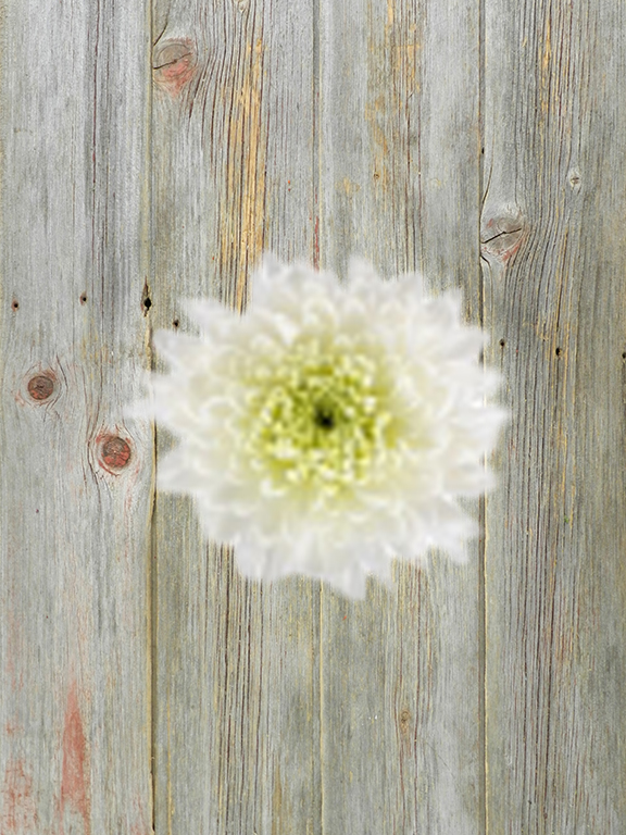 Wholesale Magnum White Cremone Disbud Delivered Online | FlowerFarm