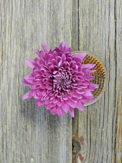 Wholesale Dark Carina Purple Disbuds Delivered Online | FlowerFarm