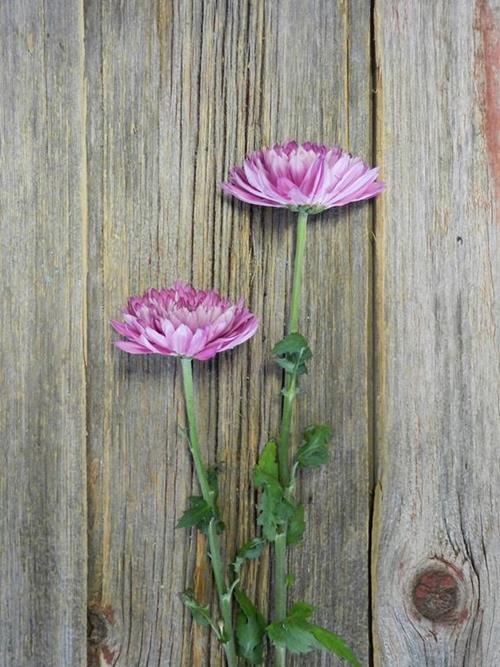 Wholesale Dark Carina Purple Disbuds Delivered Online | FlowerFarm