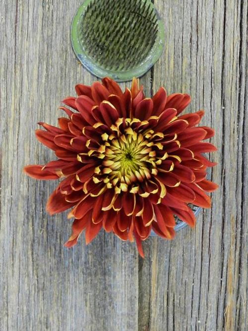 Wholesale Disbuds/mums in Bulk | FlowerFarm - Fresh Cut Disbuds/mums