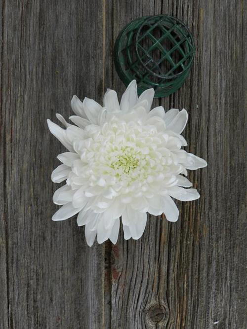 Wholesale Gagarine Cremone White Disbud/Mum Delivered Online | FlowerFarm