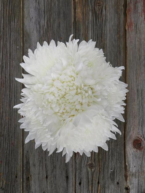 Wholesale Gagarine Cremone White Disbud/Mum Delivered Online | FlowerFarm