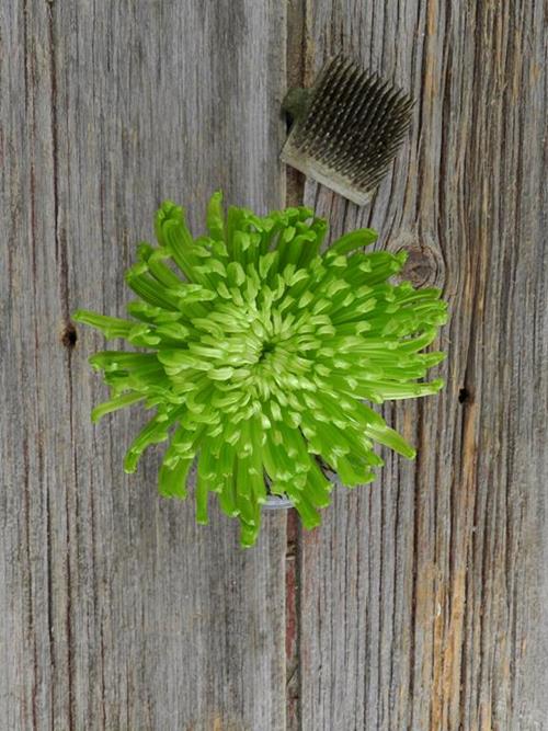 Wholesale Spider Green Disbuds Delivered Online | FlowerFarm