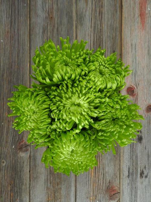 Wholesale Spider Green Disbuds Delivered Online | FlowerFarm
