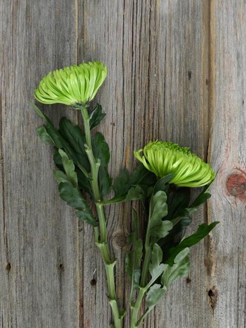 Wholesale Spider Green Disbuds Delivered Online | FlowerFarm