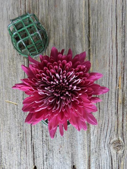 Wholesale Cremone Purple Disbuds Delivered Online | FlowerFarm