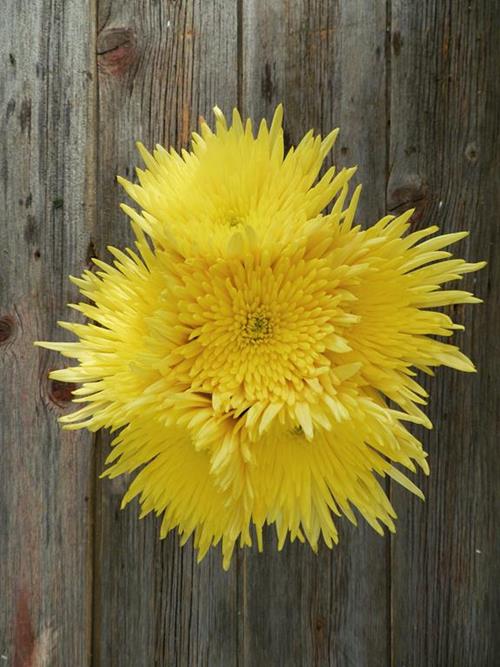 Wholesale Sunny Anastasia Yellow Disbud/Mum Delivered Online | FlowerFarm