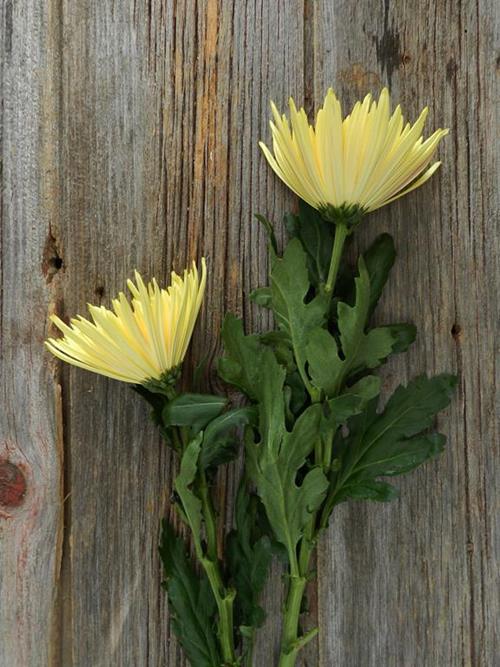 Wholesale Sunny Anastasia Yellow Disbud/Mum Delivered Online | FlowerFarm