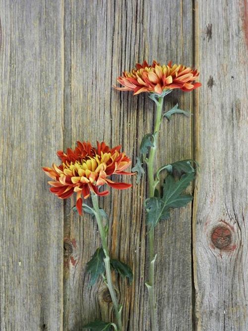 Wholesale Blaze Bronze Cremone Disbuds Delivered Online | FlowerFarm