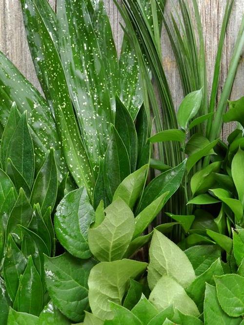 Wholesale Design Fun Mix Green Combo Box Delivered Online | FlowerFarm