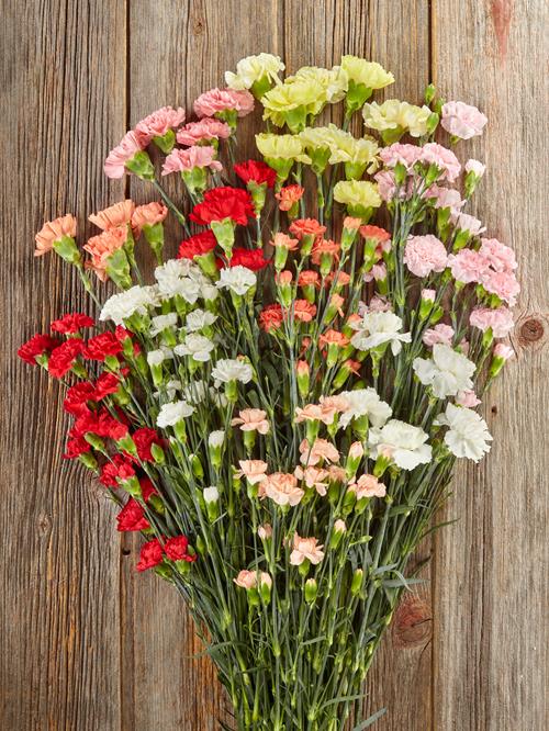 Wholesale Carnations in Bulk | FlowerFarm - Fresh Cut Carnations
