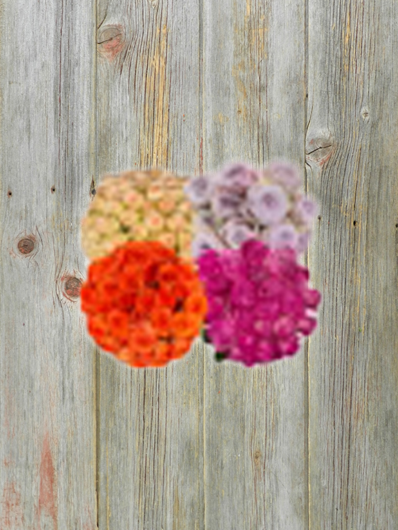 Wholesale Ecuadorian Assorted Color Spray Roses Delivered Online ...