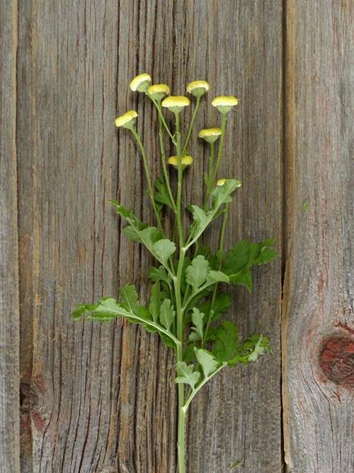 Wholesale Button Yellow Matricaria Delivered Online | FlowerFarm