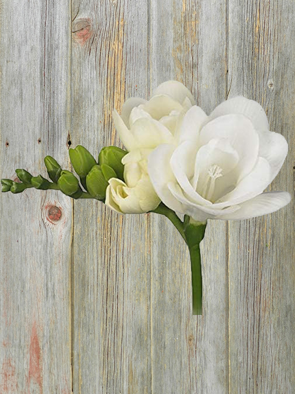 Wholesale Double White Freesia Delivered Online | FlowerFarm