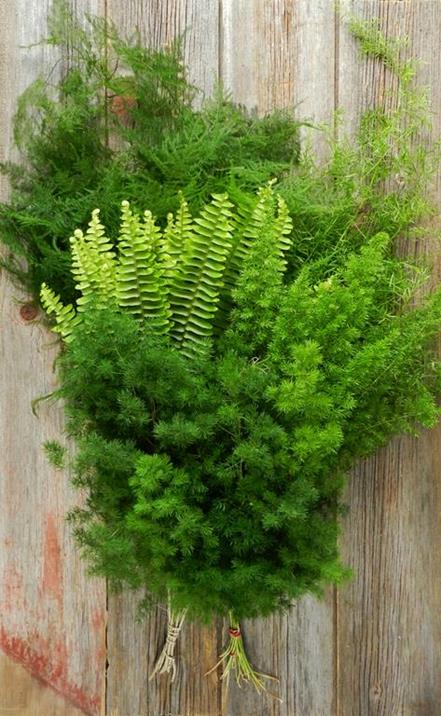 Wholesale Asparagus Mix Assorted Combo Box Delivered Online | FlowerFarm