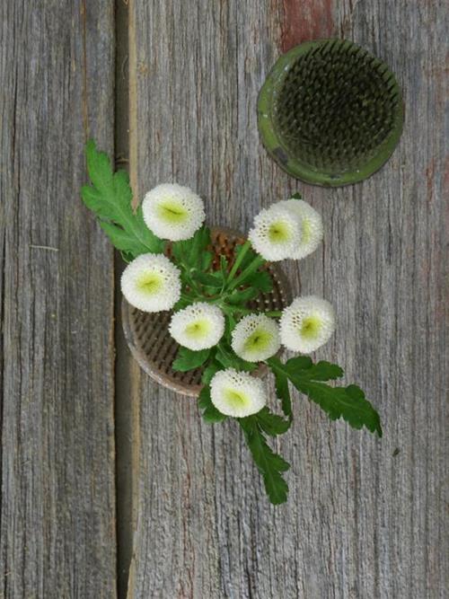 Wholesale White Button Fever Few Delivered Online | FlowerFarm