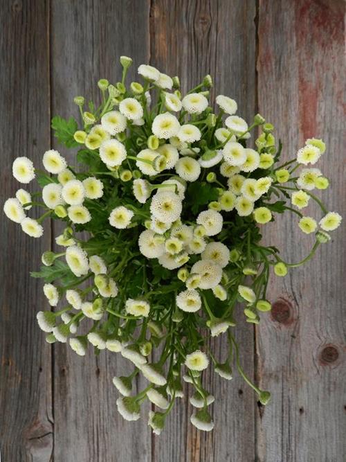 Wholesale White Button Fever Few Delivered Online | FlowerFarm