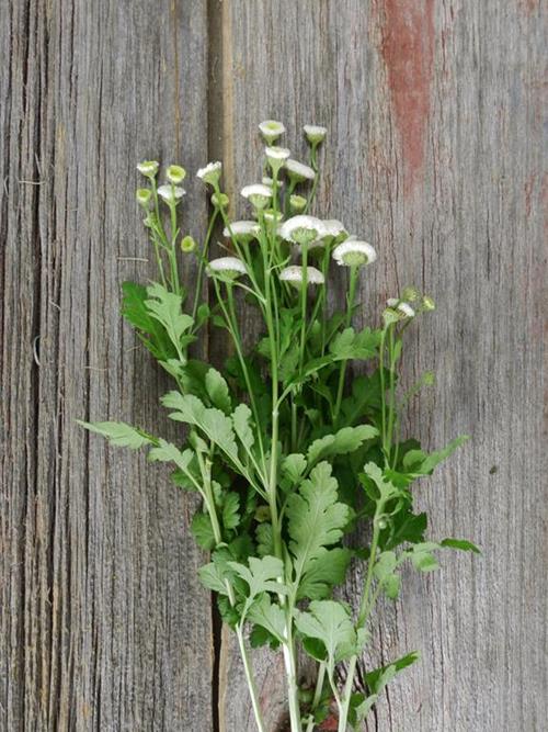Wholesale White Button Fever Few Delivered Online | FlowerFarm