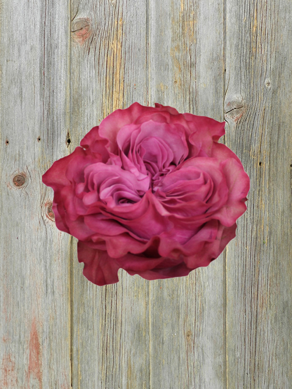 Wholesale Garden Roses Delivery | FlowerFarm