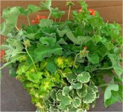 Wholesale Geranium Cut Foliage Assorted Colors Farms Assortment ...