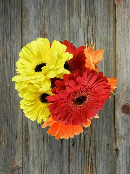 Wholesale Fall Pack Seasonal Gerberas Delivered Online | FlowerFarm