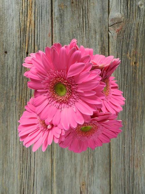 Wholesale Mermaid Hot Pink Gerbera Daisy Delivered Online | FlowerFarm