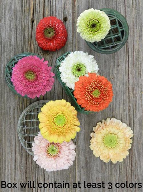 Wholesale Assorted Gerondo Gerbera Daisy Delivered Online | FlowerFarm