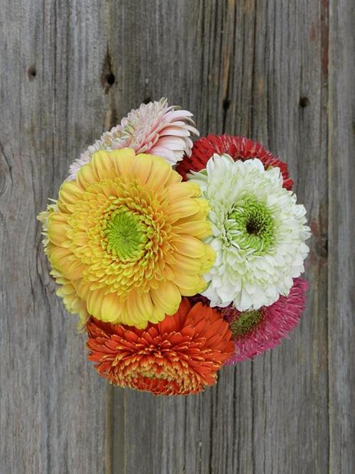 Wholesale Assorted Gerondo Gerbera Daisy Delivered Online | FlowerFarm