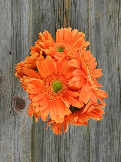 Wholesale Orange Gerberas Delivered Online | FlowerFarm