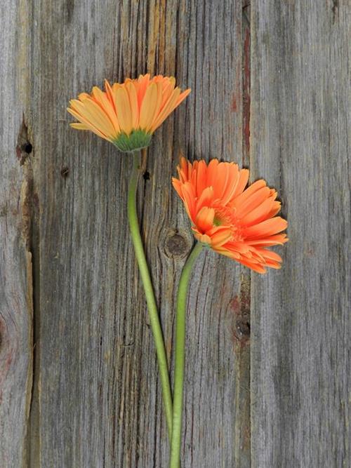 Wholesale Orange Gerberas Delivered Online | FlowerFarm
