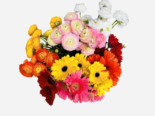 Wholesale Gerbera Daisy & Ranunculus Assorted Colors Combo Box ...