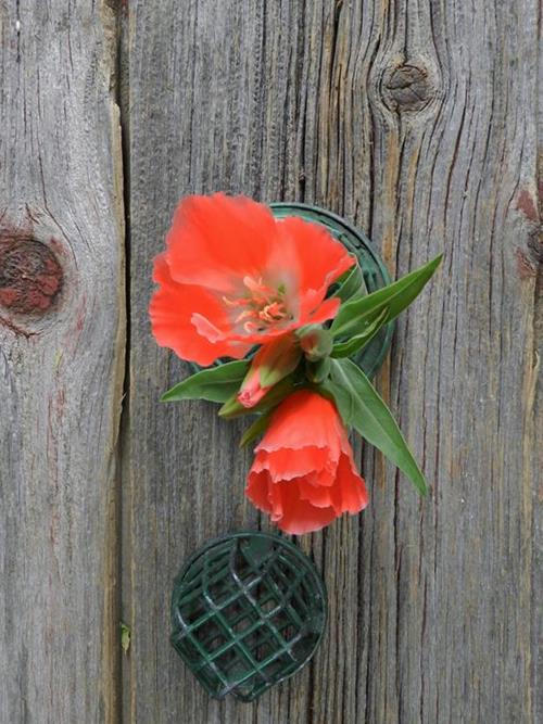 Wholesale Salmon/ Coral Godetia Delivered Online | FlowerFarm