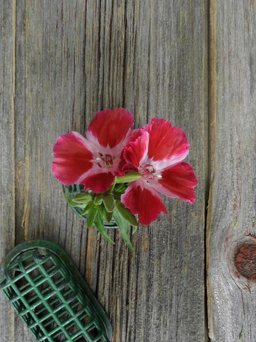 Wholesale Red Godetia Delivered Online | FlowerFarm