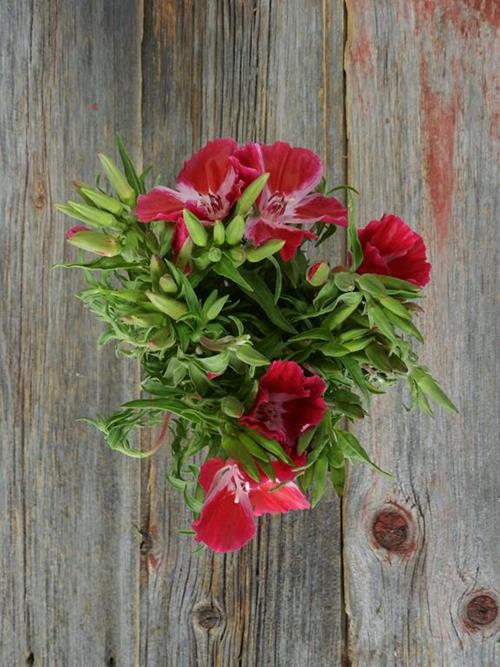 Wholesale Red Godetia Delivered Online | FlowerFarm