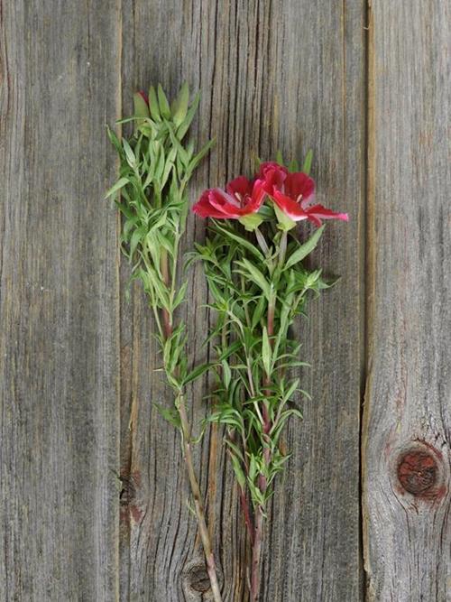 Wholesale Red Godetia Delivered Online | FlowerFarm