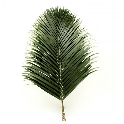 Wholesale 3 Feet Areca Palm Delivered Online | FlowerFarm
