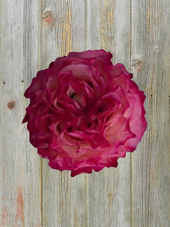 Wholesale Enchantment Bicolor Pink And White Garden Rose Delivered ...