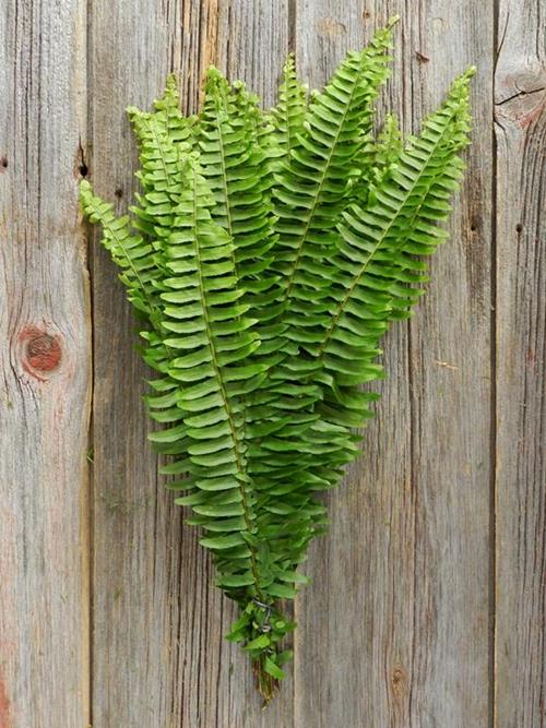 Wholesale Feather Fern Greens Delivered Online | FlowerFarm