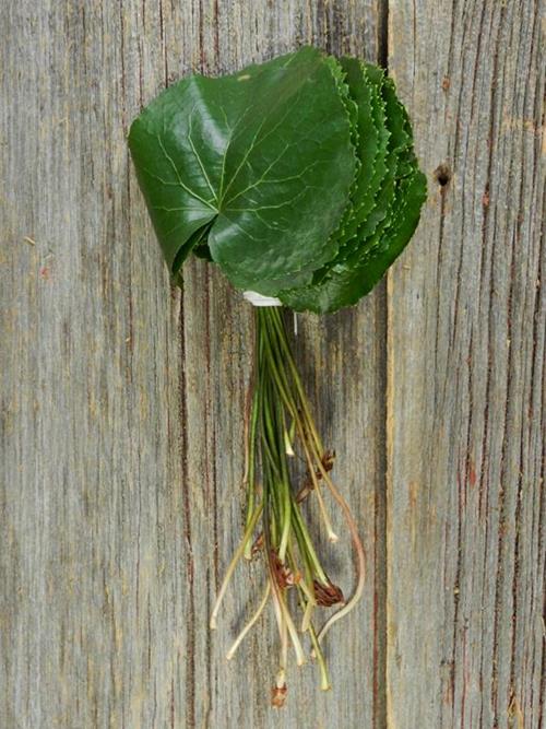 Wholesale Galax Leaves Greens Delivered Online | FlowerFarm