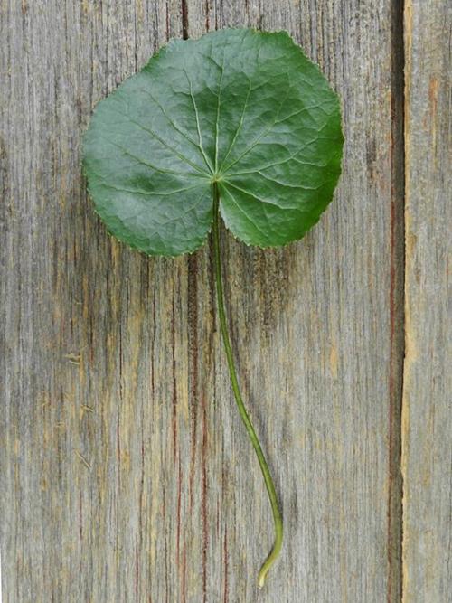 Wholesale Galax Leaves Greens Delivered Online | FlowerFarm