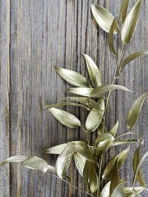 Wholesale Italian Ruscus Painted Gold Tinted Delivered Online | FlowerFarm