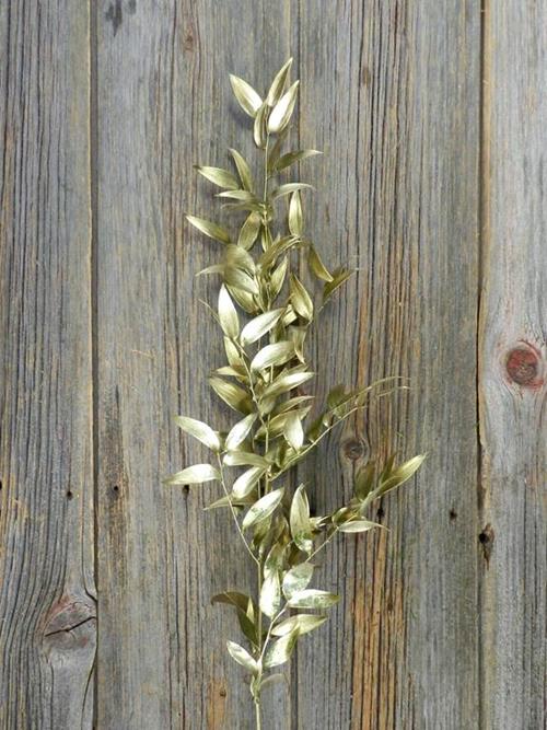 Wholesale Italian Ruscus Painted Gold Tinted Delivered Online | FlowerFarm