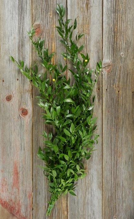 Wholesale Italian Ruscus Greens Delivered Online | FlowerFarm