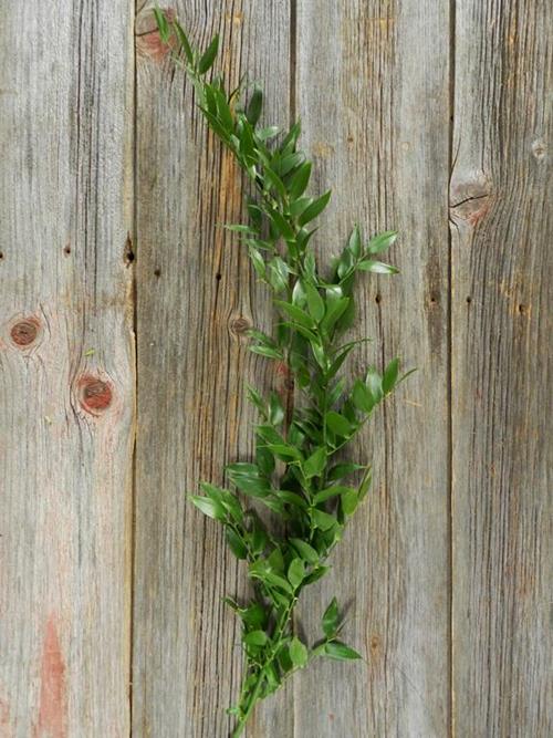 Wholesale Italian Ruscus Greens Delivered Online | FlowerFarm