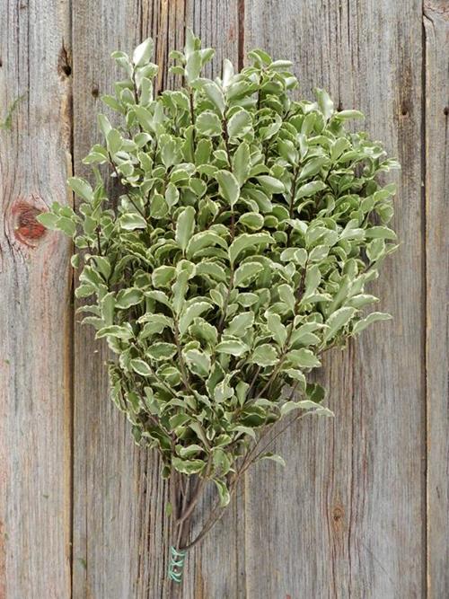 Wholesale Italian Pittosporum Varigated Greens Delivered Online ...
