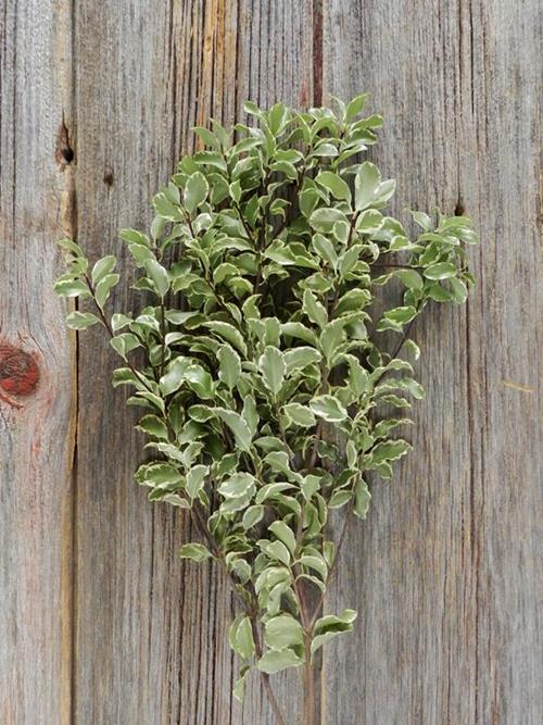 Wholesale Italian Pittosporum Varigated Greens Delivered Online ...