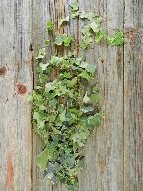 Wholesale Ivy Varigated Greens Delivered Online | FlowerFarm