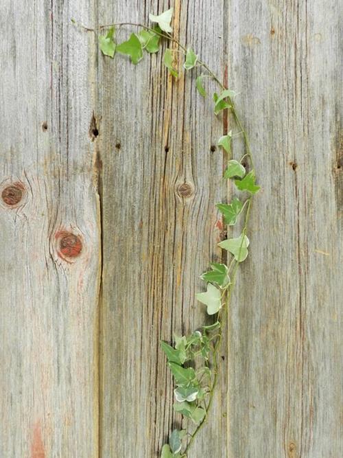 Wholesale Ivy Varigated Greens Delivered Online | FlowerFarm